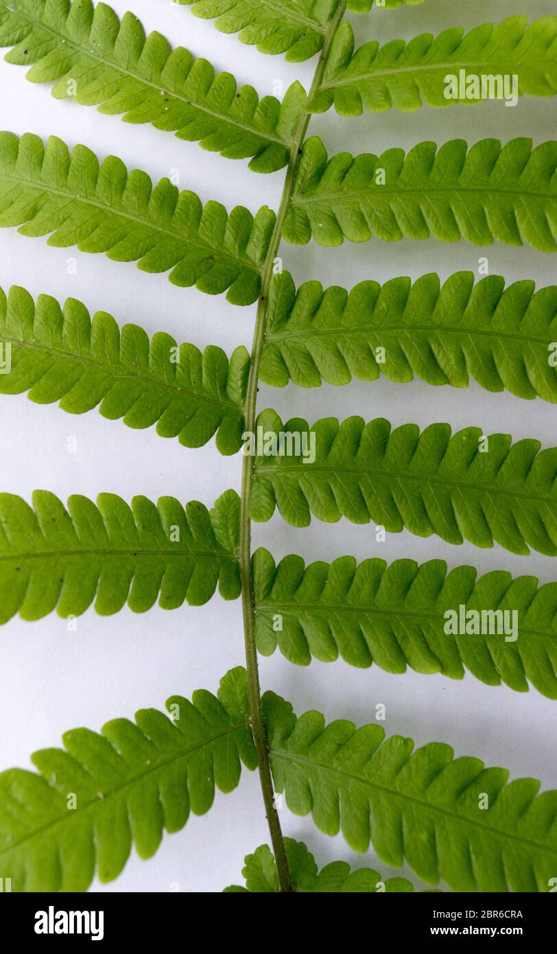 Close up of Compound Pinnate green leaves, leaflets in rows, two at tip ...