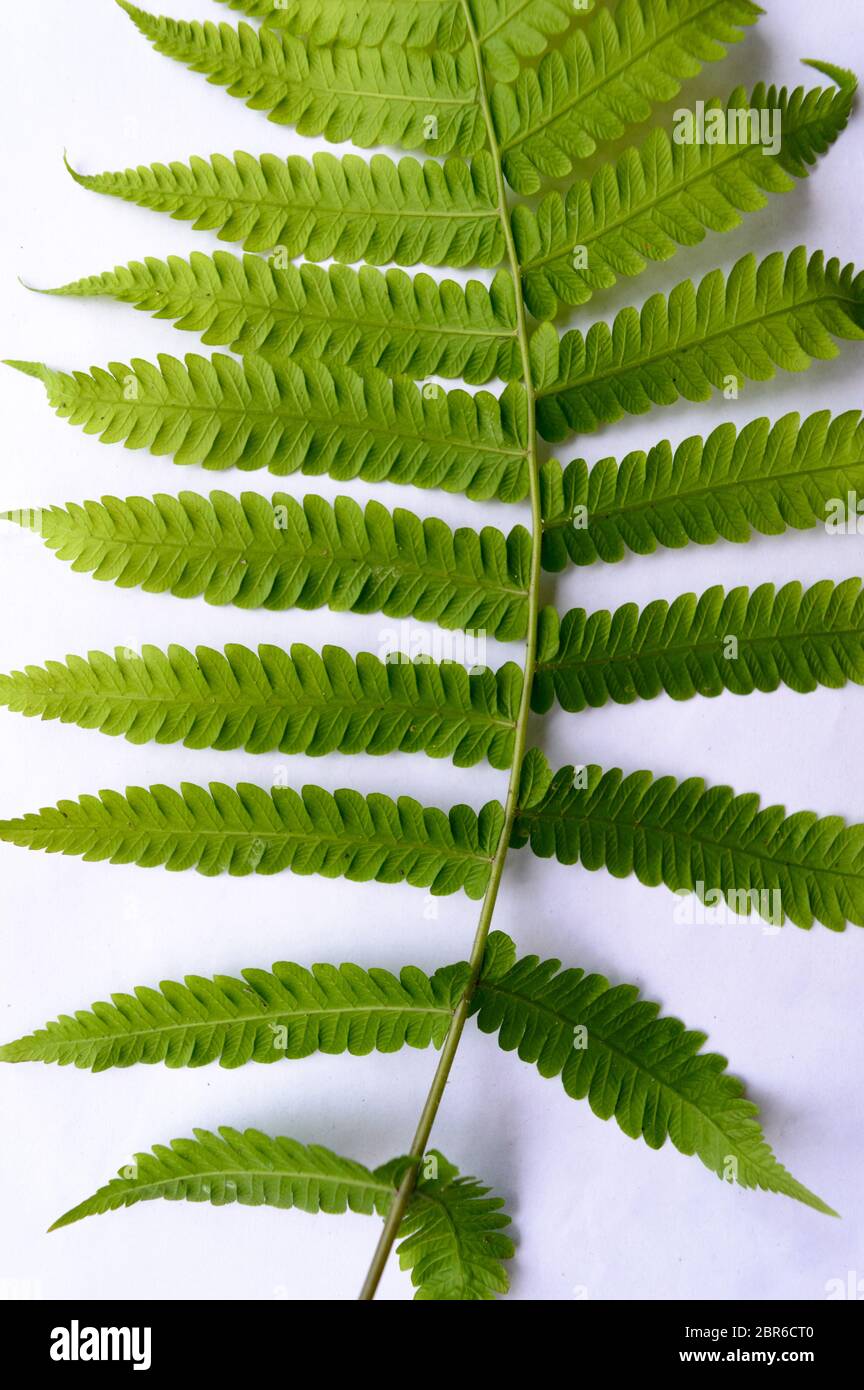Close up of Compound Pinnate green leaves, leaflets in rows, two at tip ...