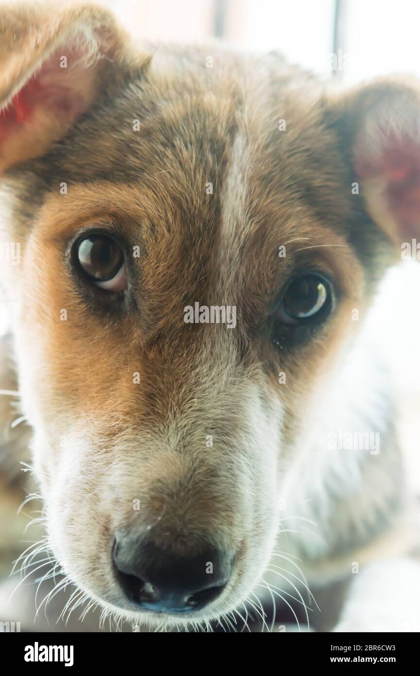 Indian terrier hi-res stock photography and images - Alamy