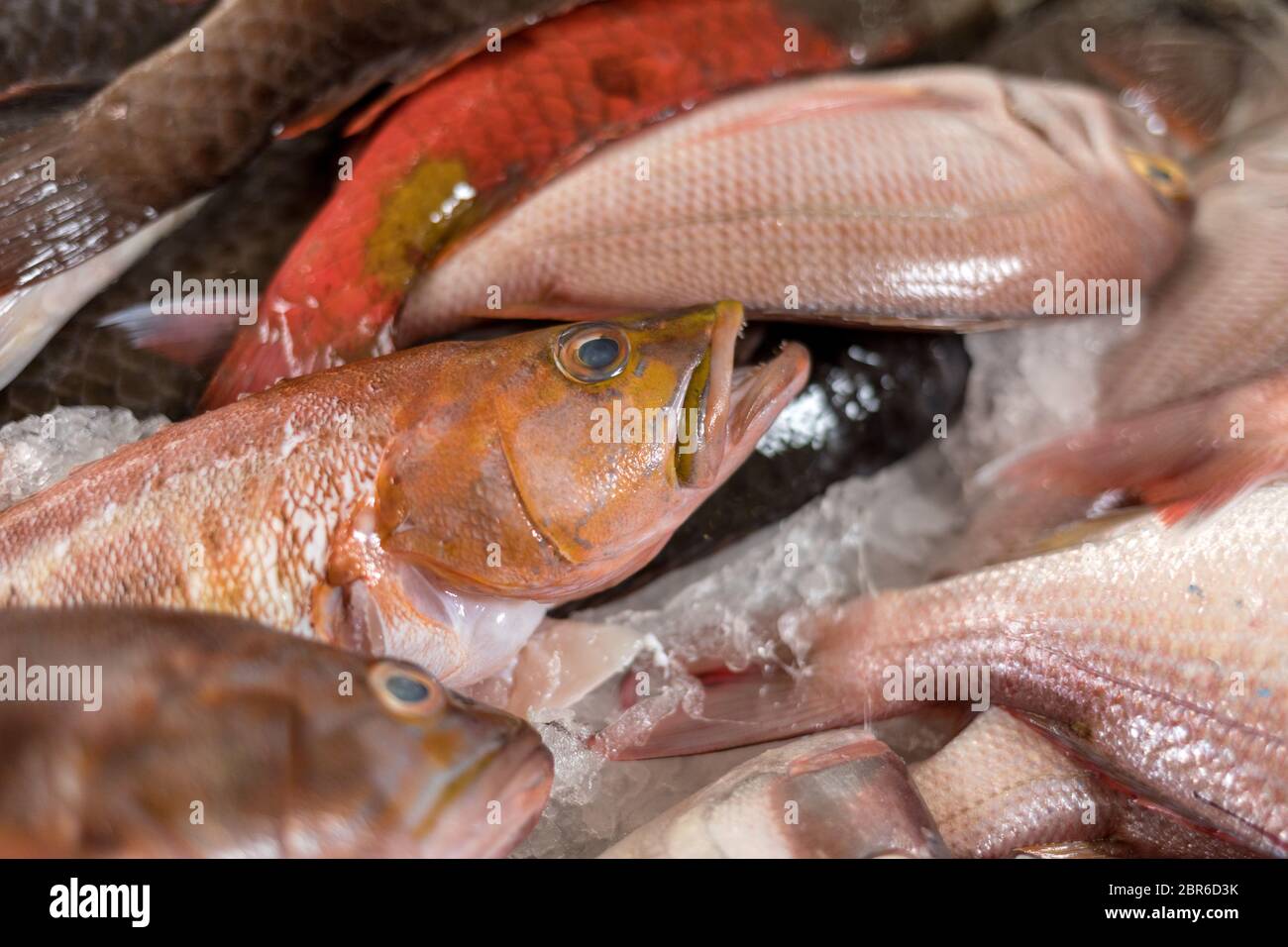 Fresh fish for sale at a fish market Stock Photo - Alamy