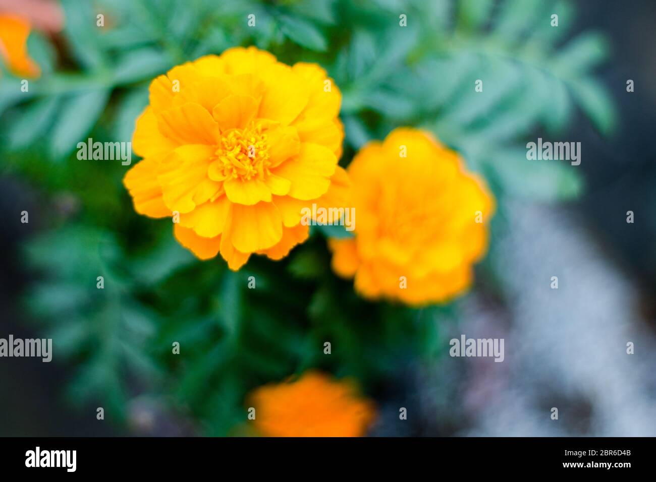 Yellow marigold flower plant in garden front or back yard. A herbaceous ...
