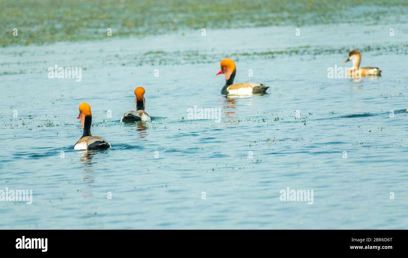A flock of Red-crested Pochard ( Netta rufina) swimming on Chilka Lake ...