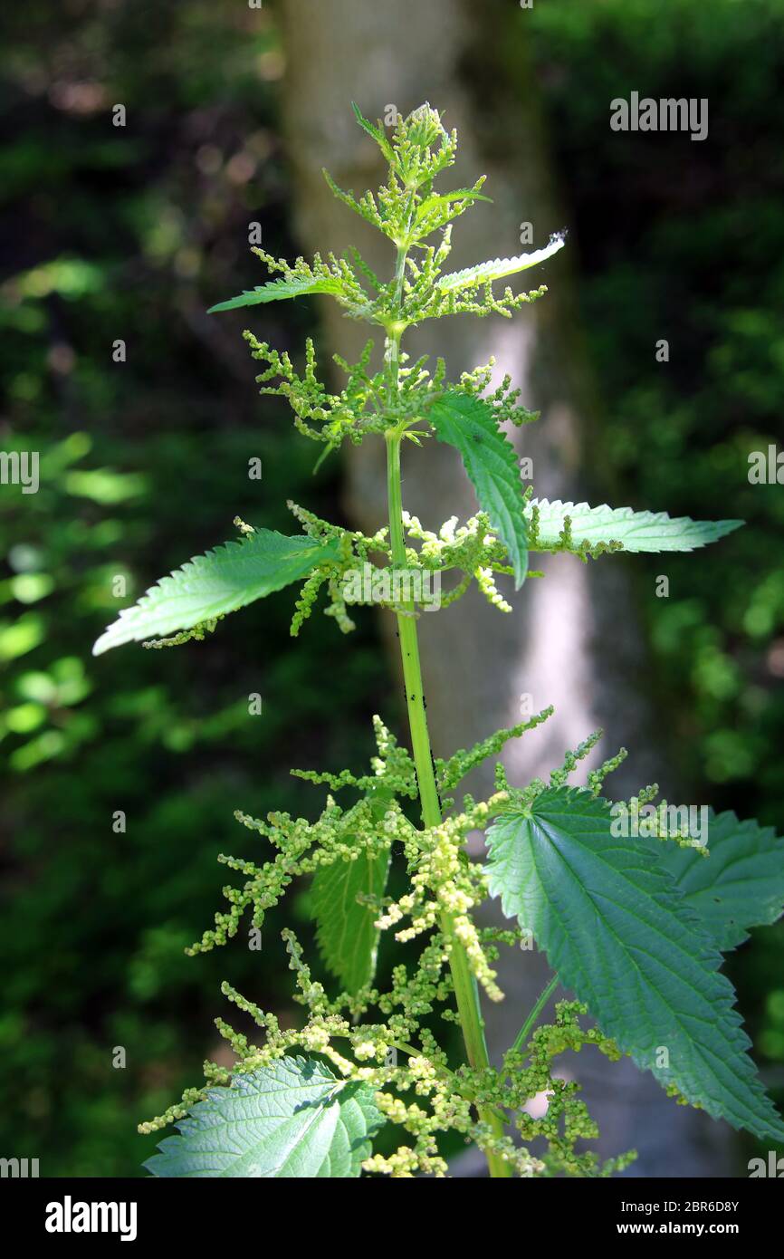 Brennessel blatt hi-res stock photography and images - Alamy