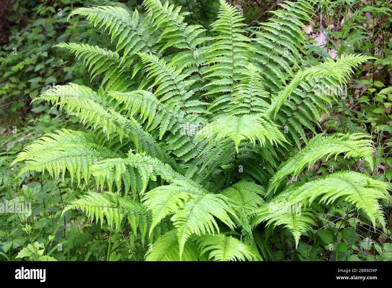 Gruner farn hi-res stock photography and images - Alamy