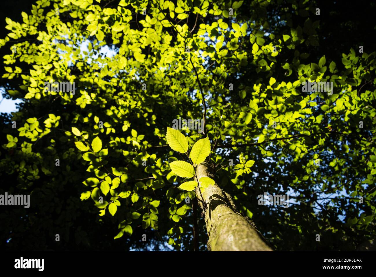 Bottom view to the tree top of a tree in jungle forest. Sun rays in the ...