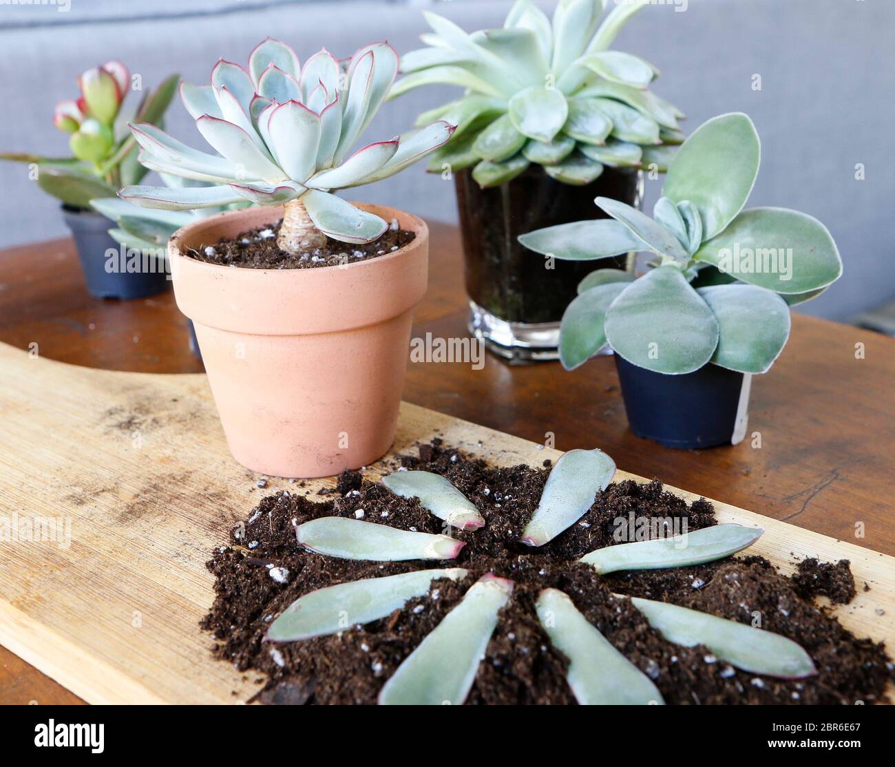 Propagating houseplant hi-res stock photography and images - Alamy