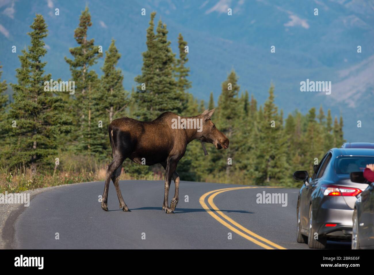 Moose and car hi-res stock photography and images - Alamy