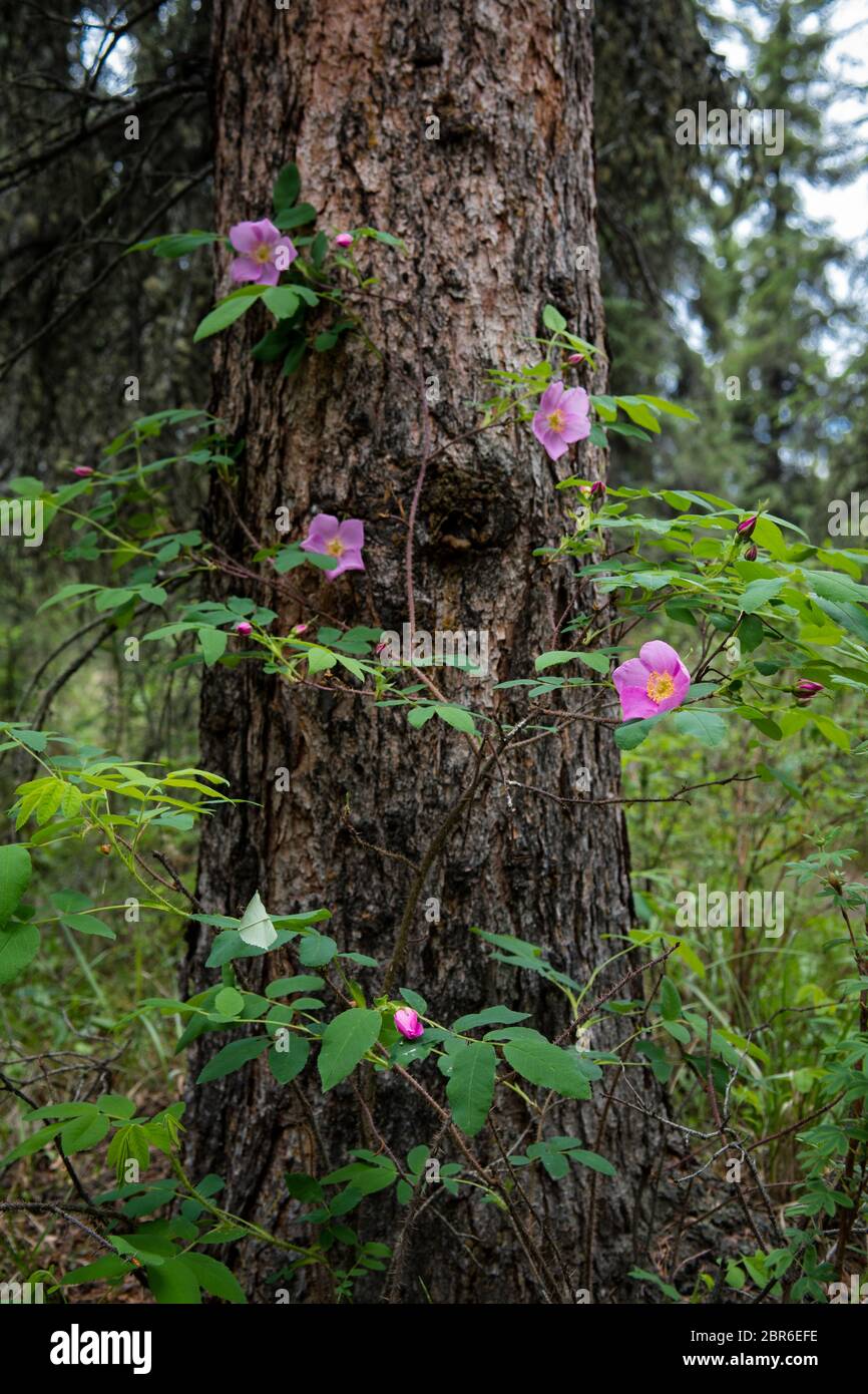 Prickly rose hi-res stock photography and images - Alamy