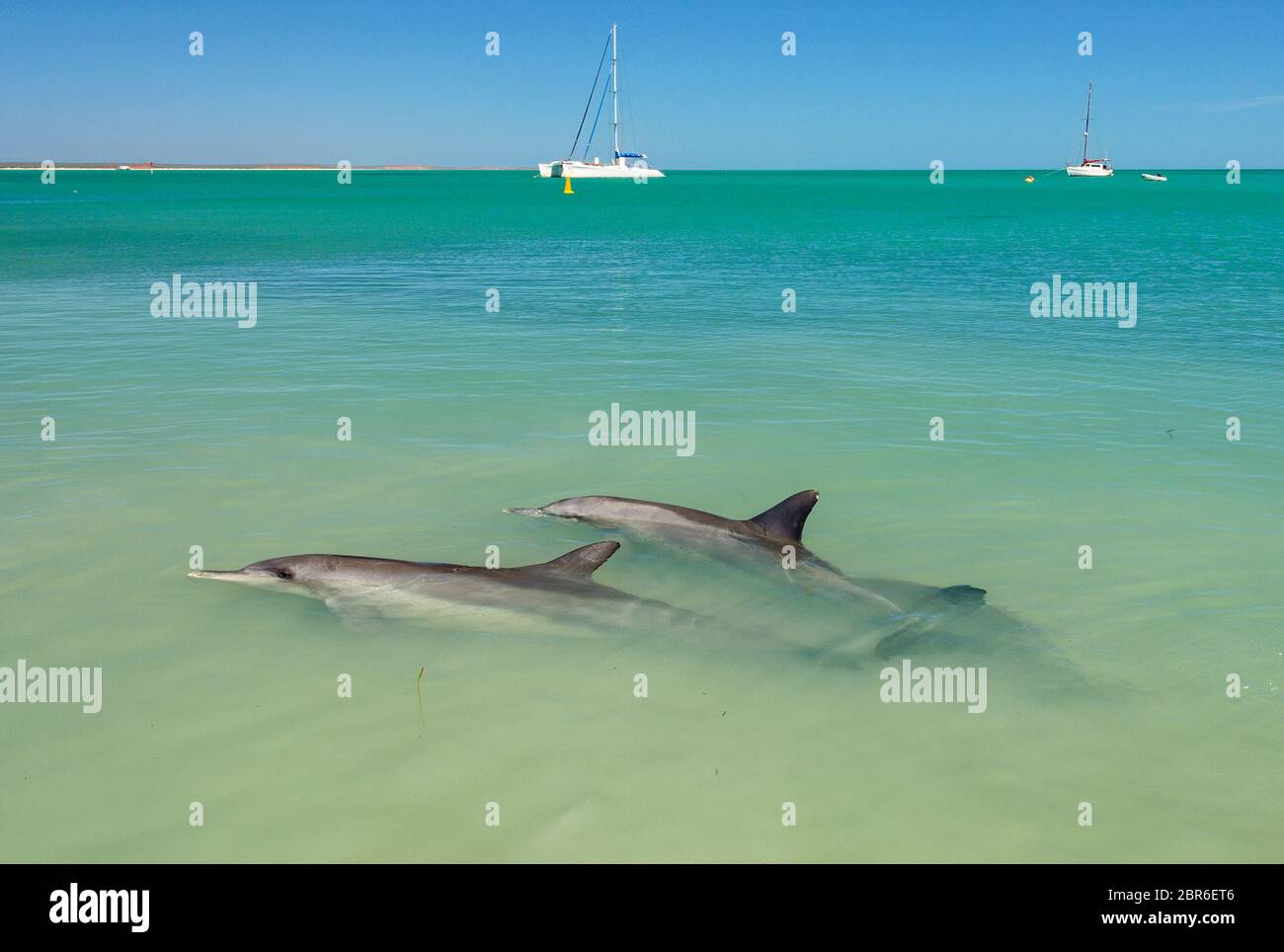 Swimming dolphins australia hi-res stock photography and images - Alamy