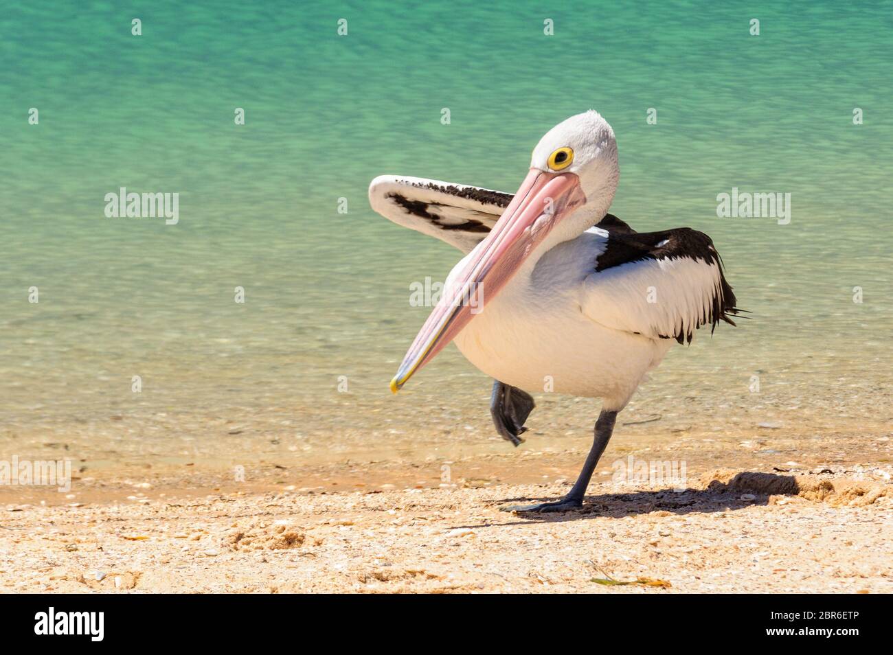 Australian pelican standing on one leg - Monkey Mia, WA, Australia ...