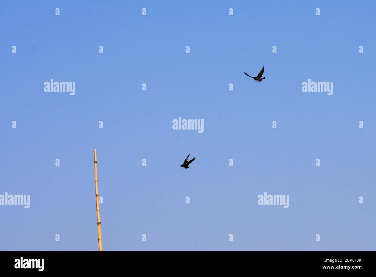 Two migrating Birds flying against blue sky. Beautiful countryside ...