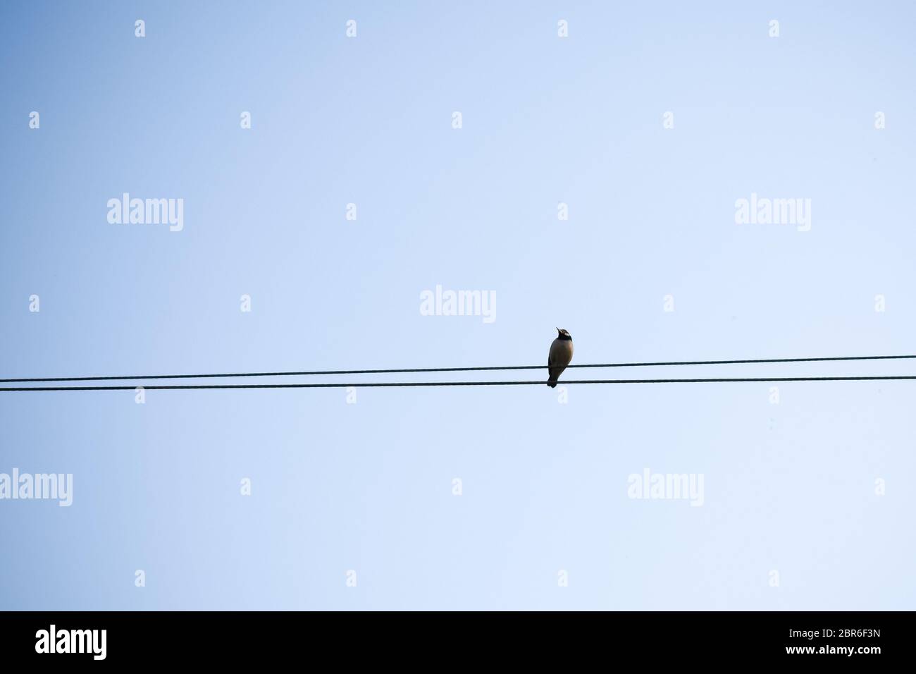 A migrating bird sitting on an electric cable. Bird sitting on electric ...