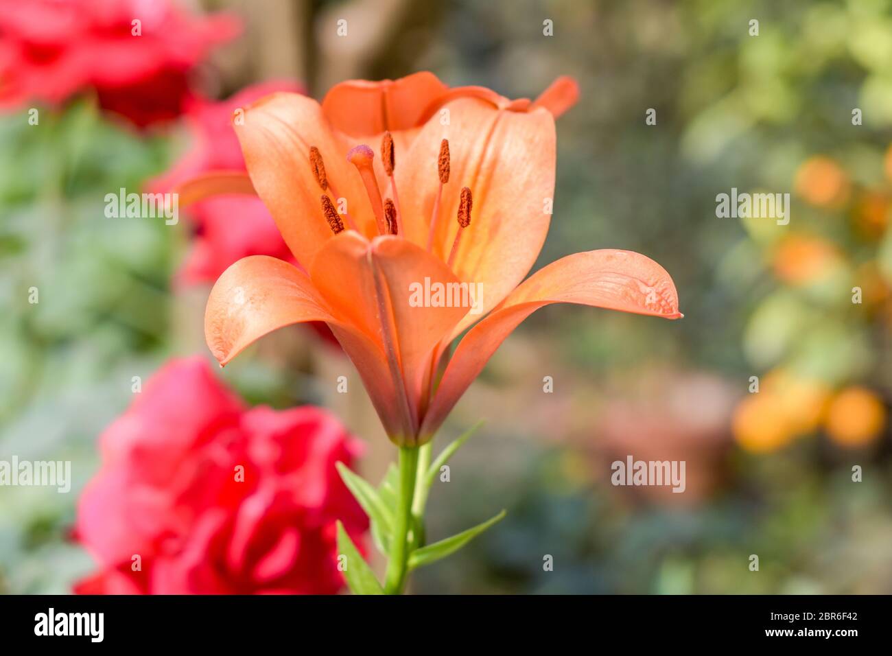 Campsis radicans, also called trumpet vine and cow itch, climber native ...