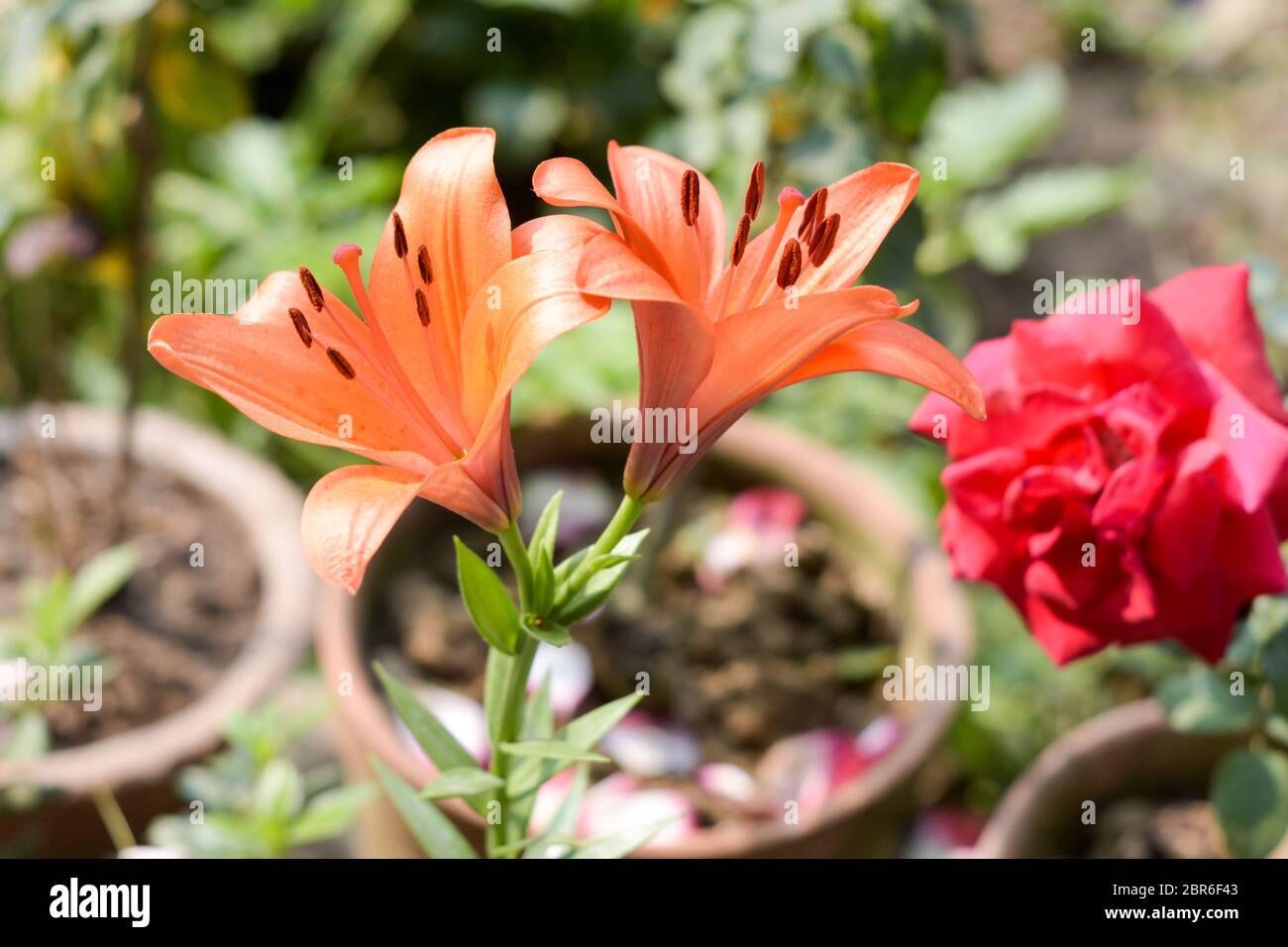 A branch of Trumpet vine or trumpet creeper (Campsis radicans) flower ...
