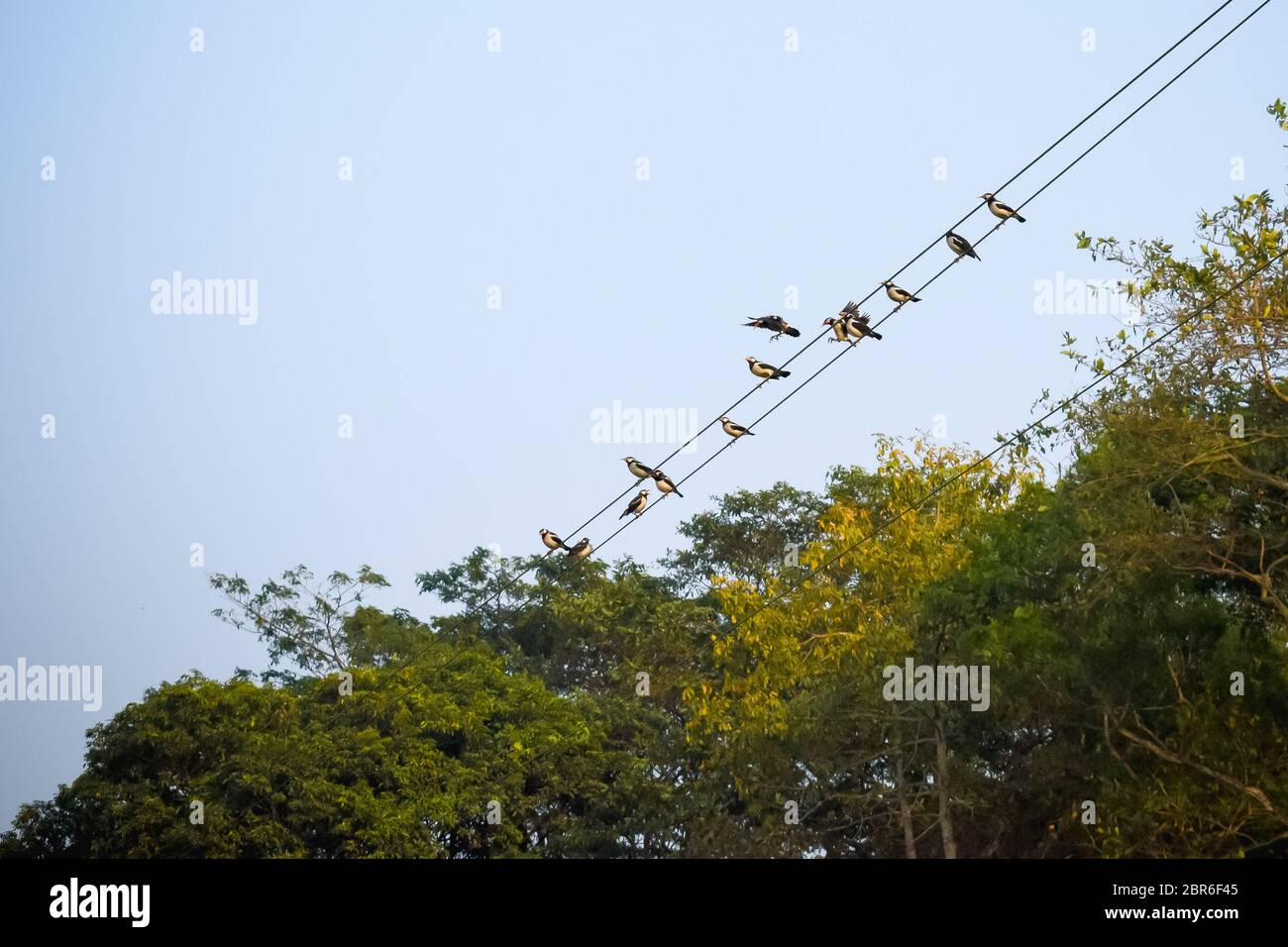 Many Sparrows or family of small passerine birds also known as true ...