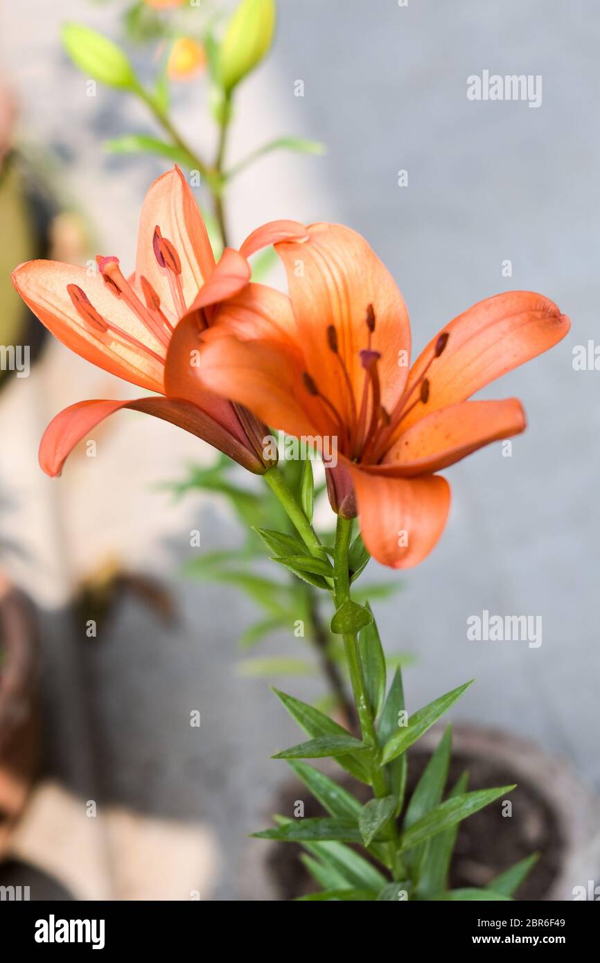 One Trumpet vine or trumpet creeper (Campsis radicans) flower, known as ...