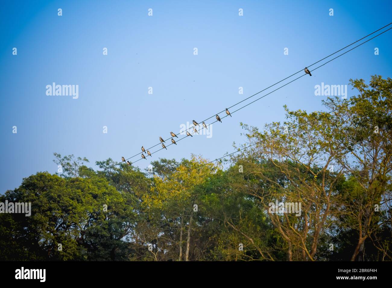 Flock of migrating Sparrow Birds sitting on a wire against the blue sky ...