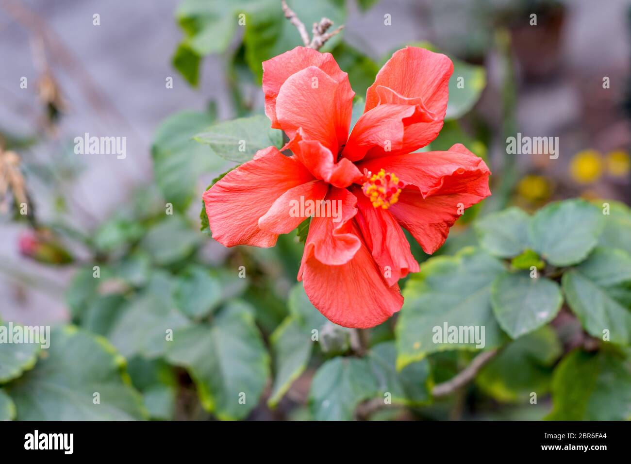 One Chaba flower (Hibiscus rosa-sinensis) chinese rose, red color ...