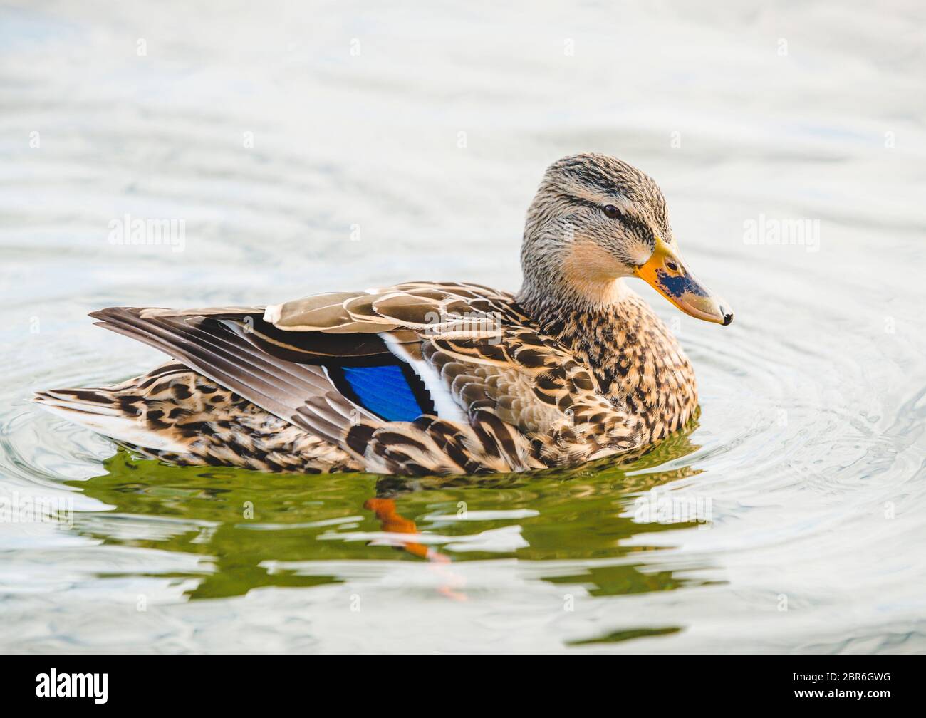 Swimming duck under water hi-res stock photography and images - Alamy