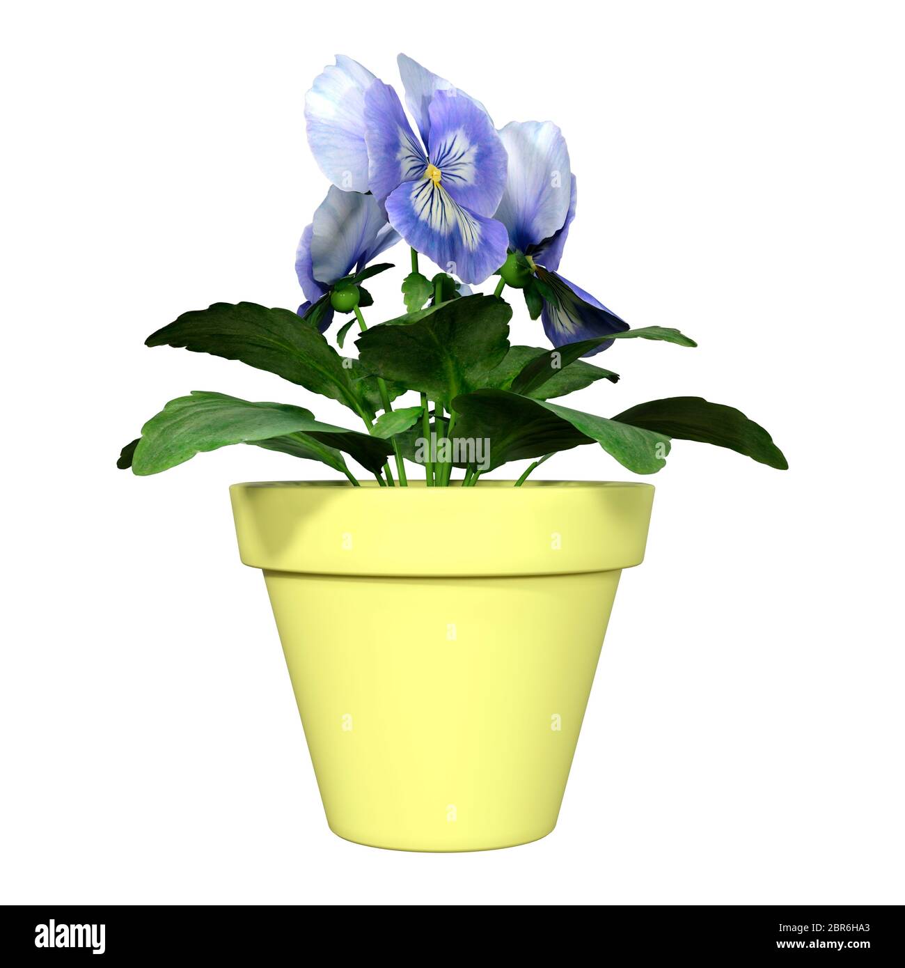 3D rendering of a garden pansy plant with flowers isolated on white ...