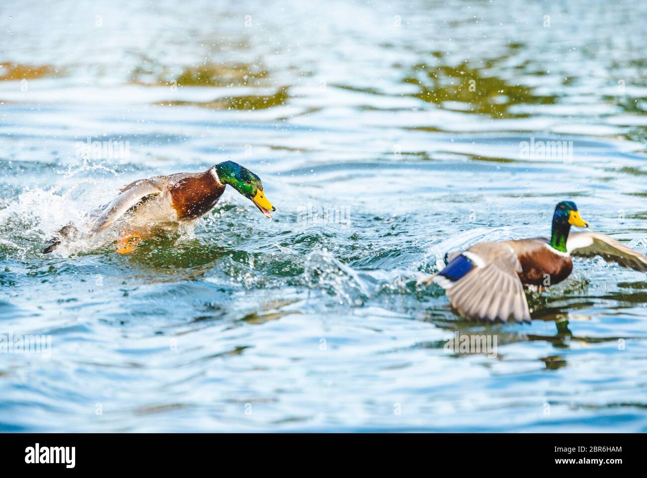 Duck fighting hi-res stock photography and images - Alamy