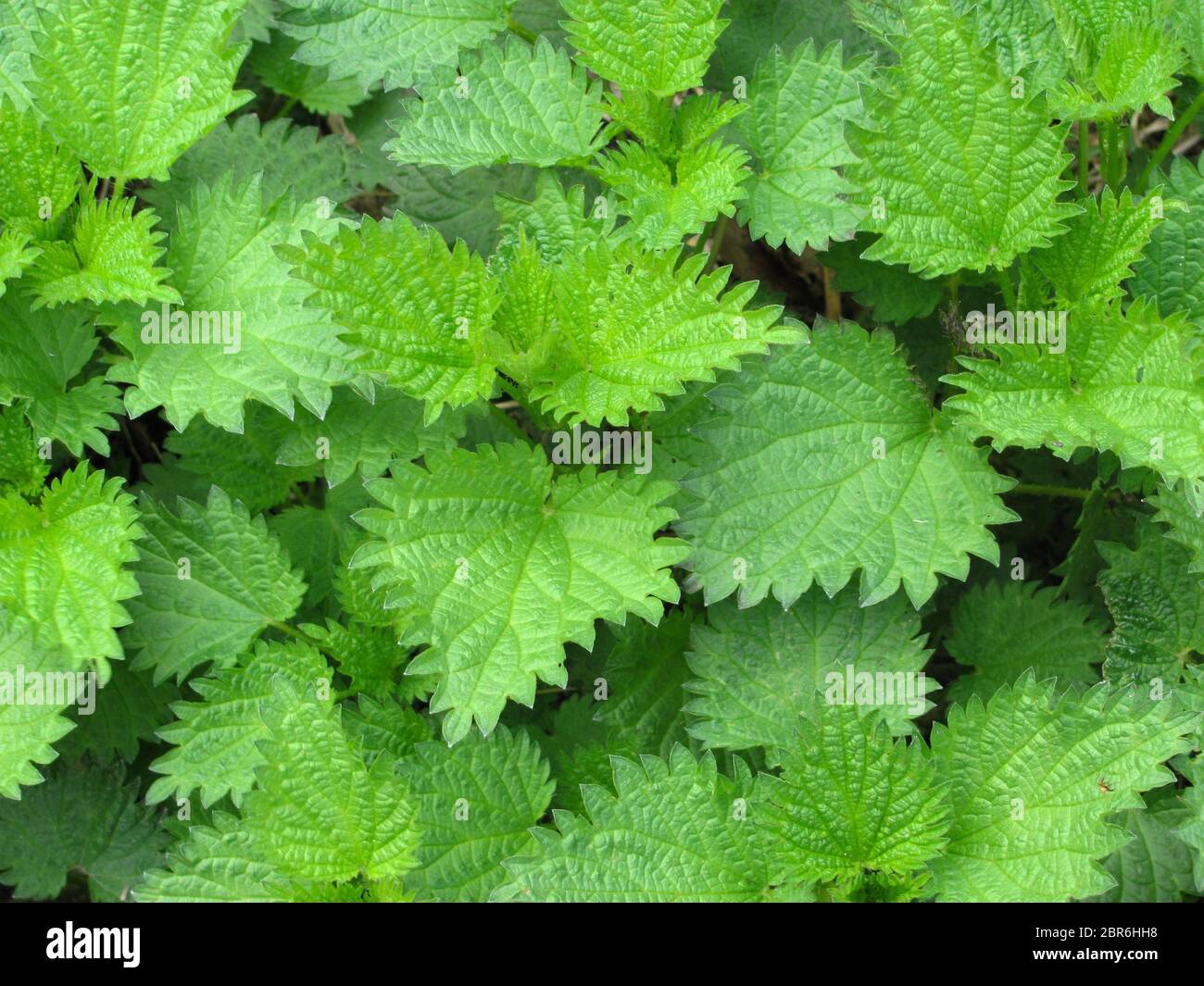 bright green nettle leaves background Stock Photo - Alamy
