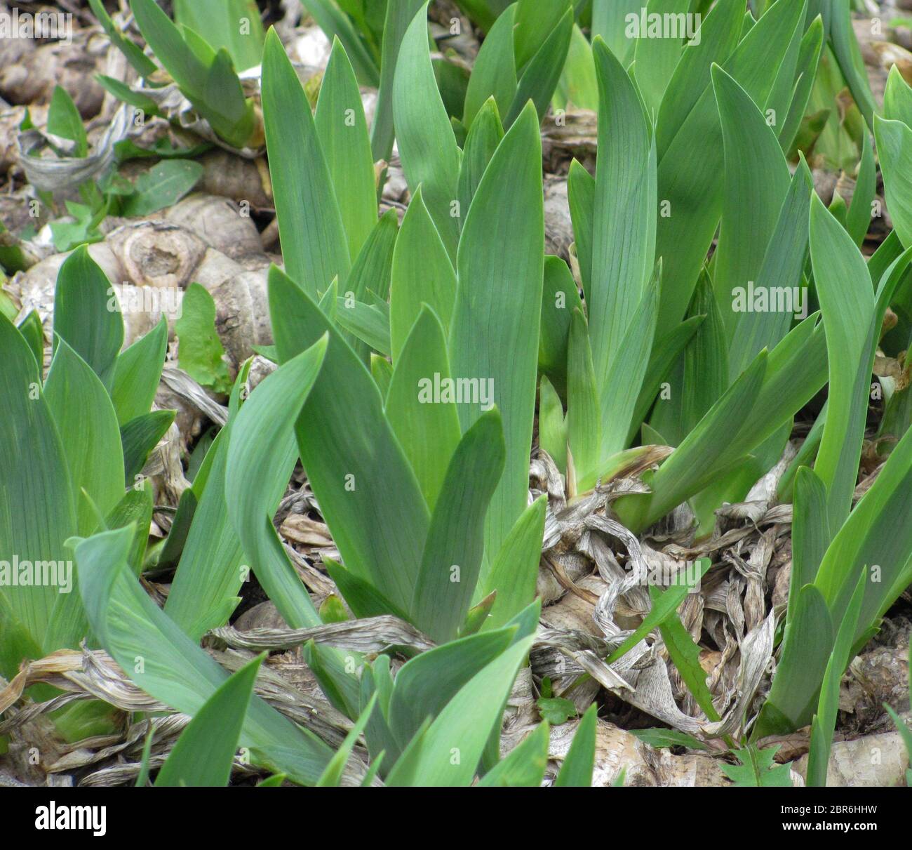 green grass natural spring background Stock Photo - Alamy