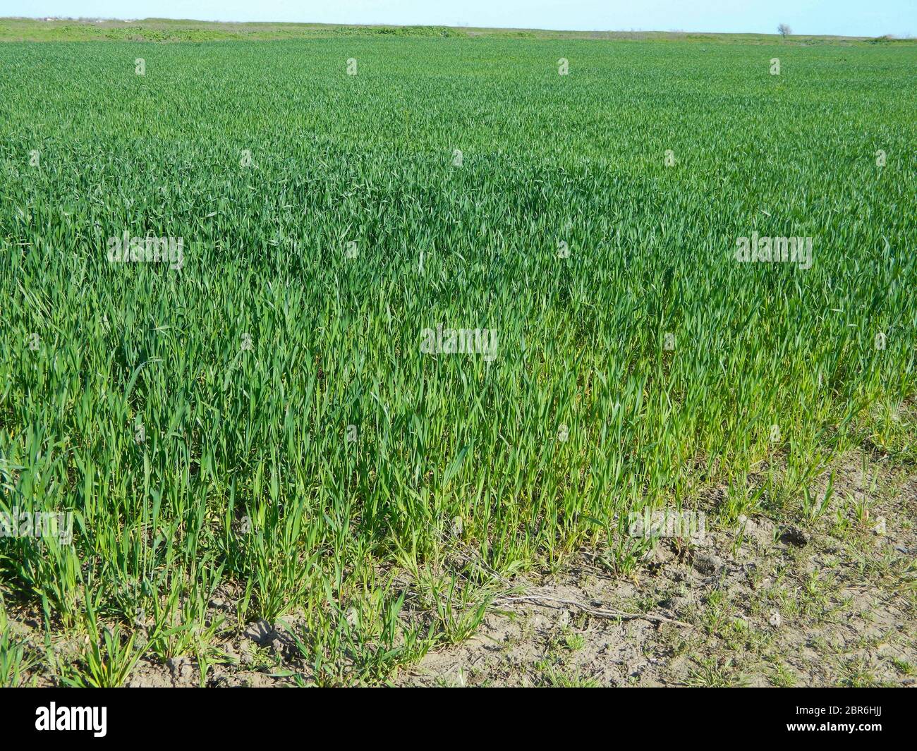 green grass natural spring background Stock Photo - Alamy