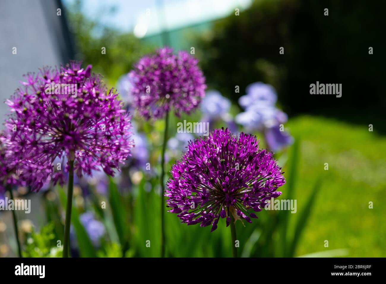 three violet round flowers in the garden Stock Photo - Alamy