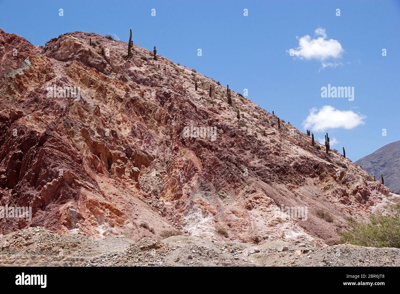 Argentine giant cactus hi-res stock photography and images - Alamy