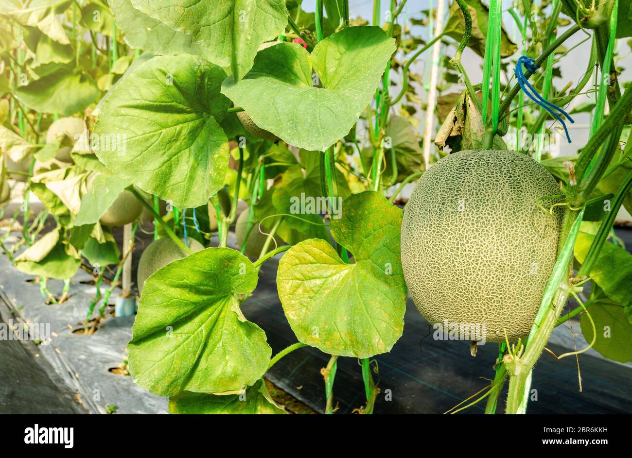 Cantaloupe melon tree hi-res stock photography and images - Alamy