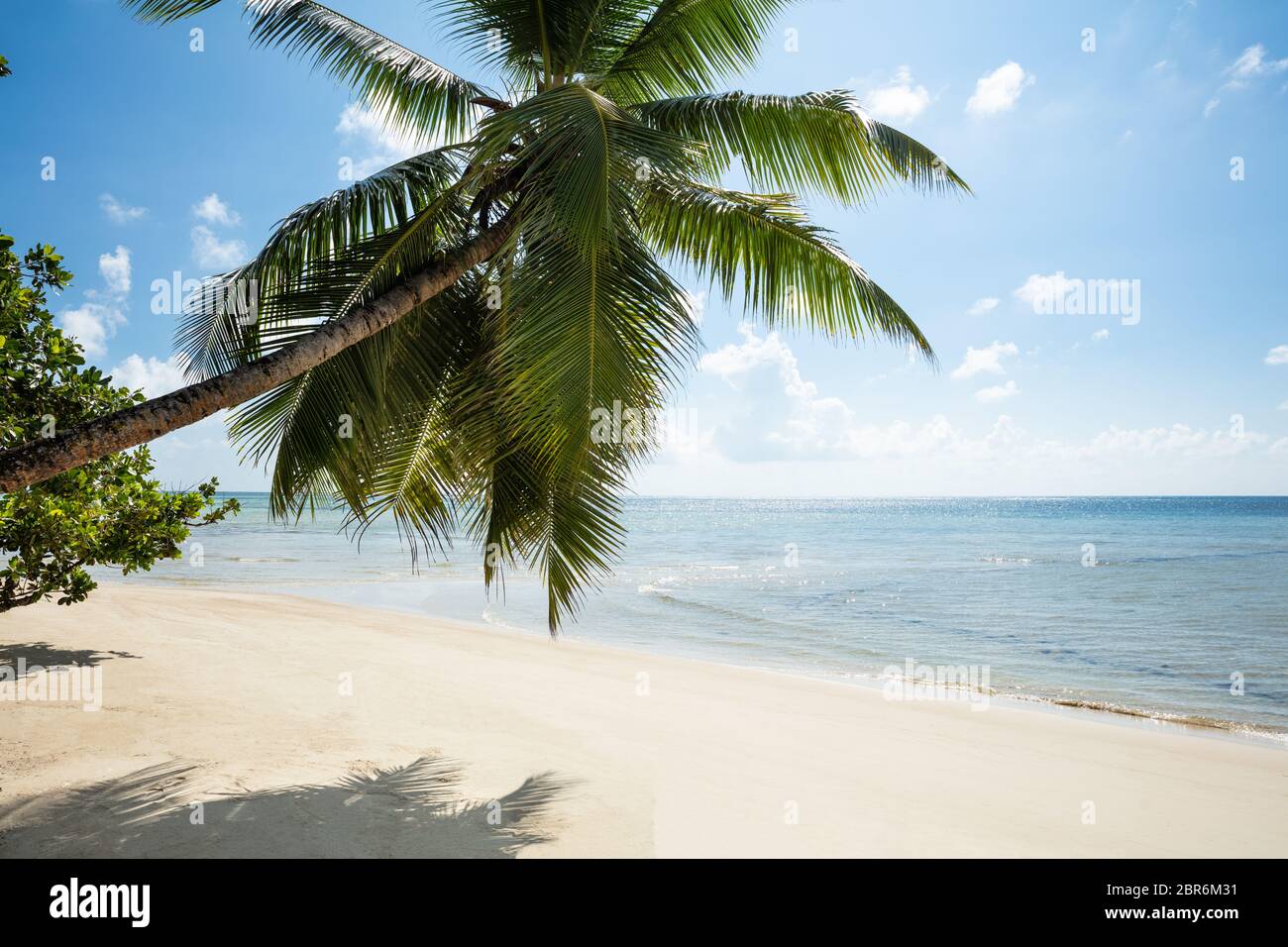Coconut Trees At Turtle Bay Beach, Mahe Island, Seychelles Stock Photo ...