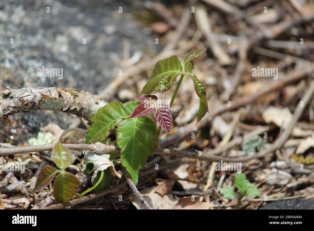 Poison ivy growing on the ground Stock Photo - Alamy
