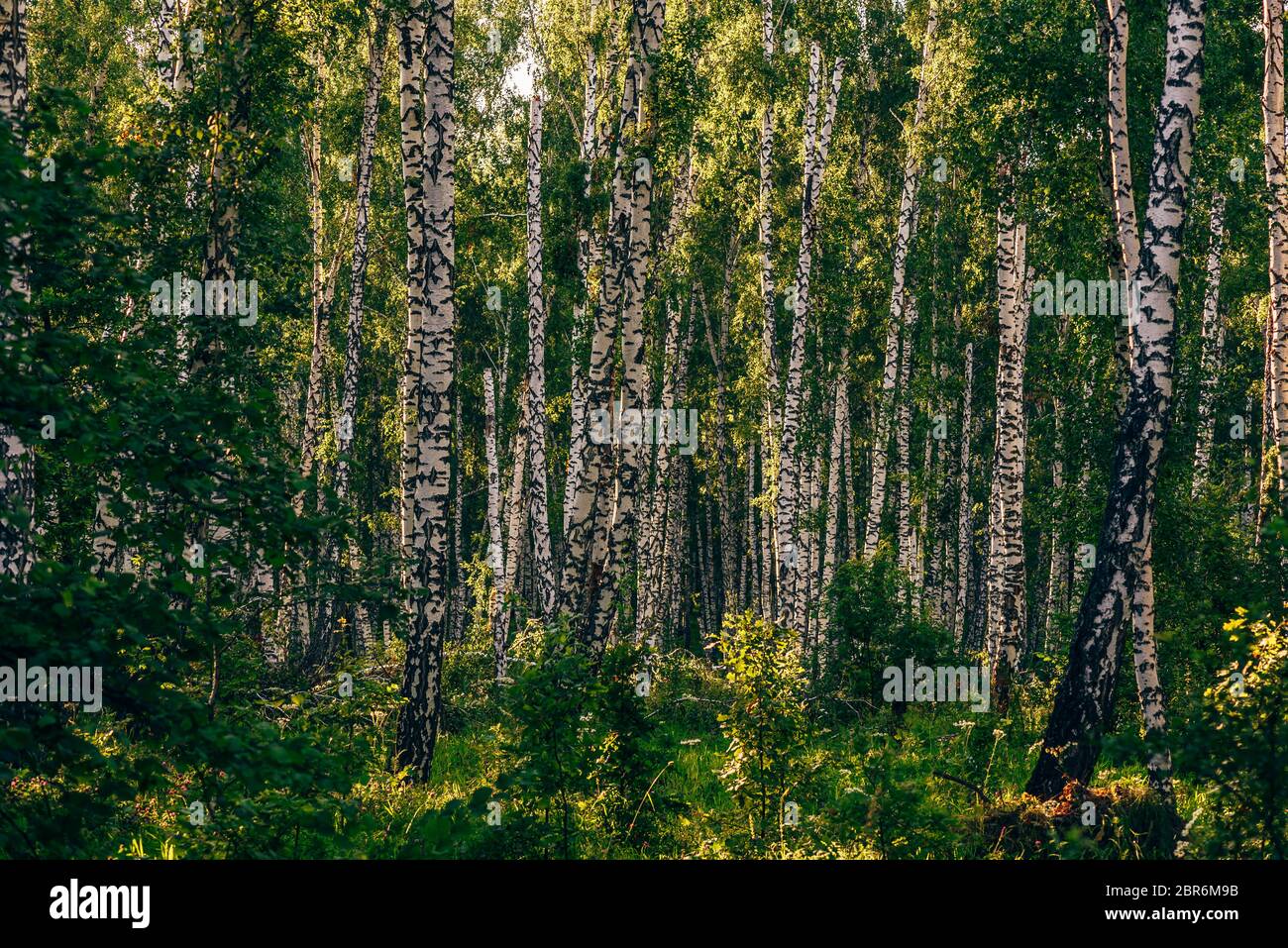 Lush green birch grove hi-res stock photography and images - Alamy