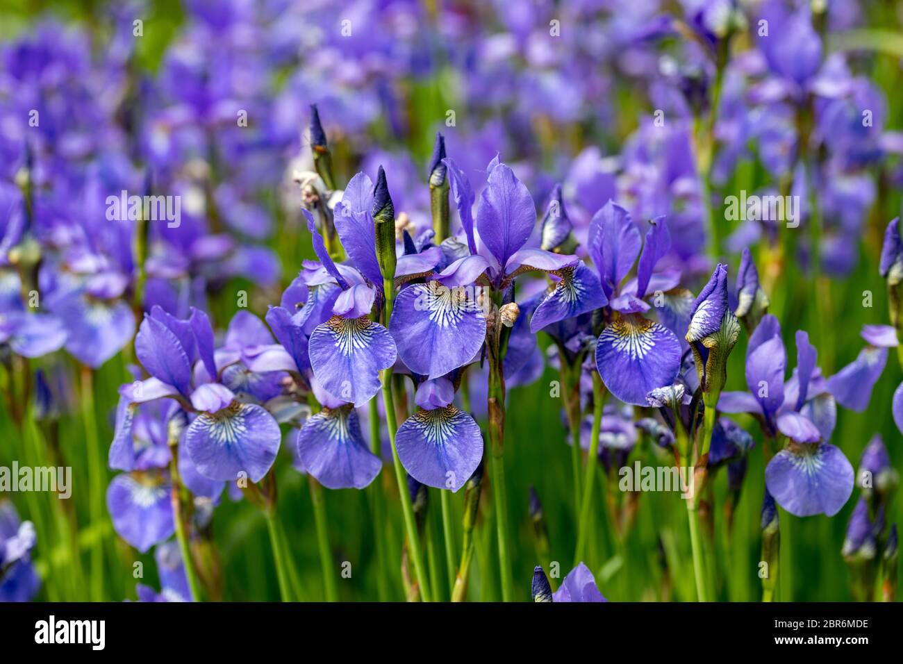 Blue flowers Iris versicolor beautifully blooming in the garden Stock ...