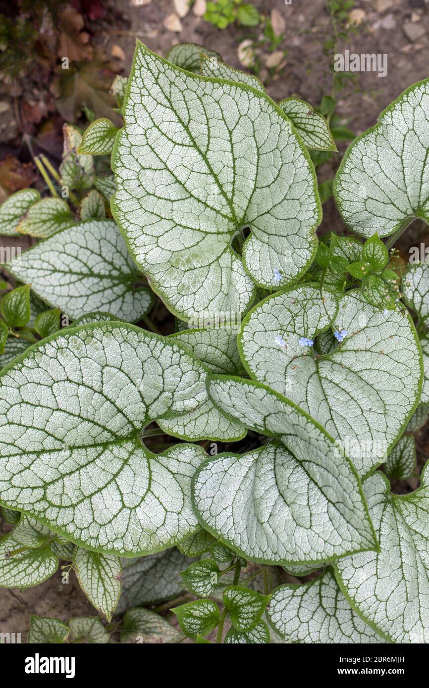Heartleaf brunnera, Siberian bugloss ( Brunnera macrophylla 'Jack Frost ...