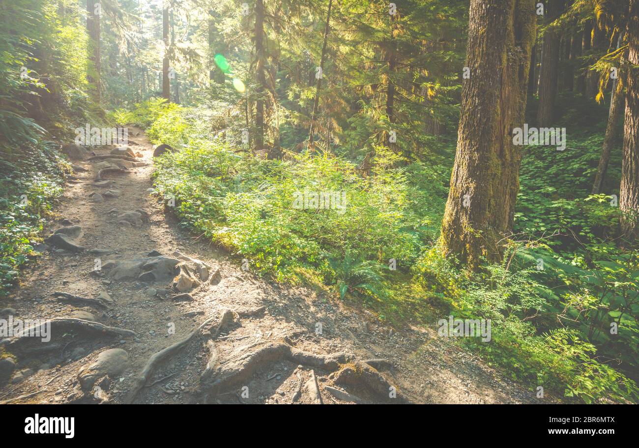 scenic view of path way in the forest with sun light Stock Photo - Alamy