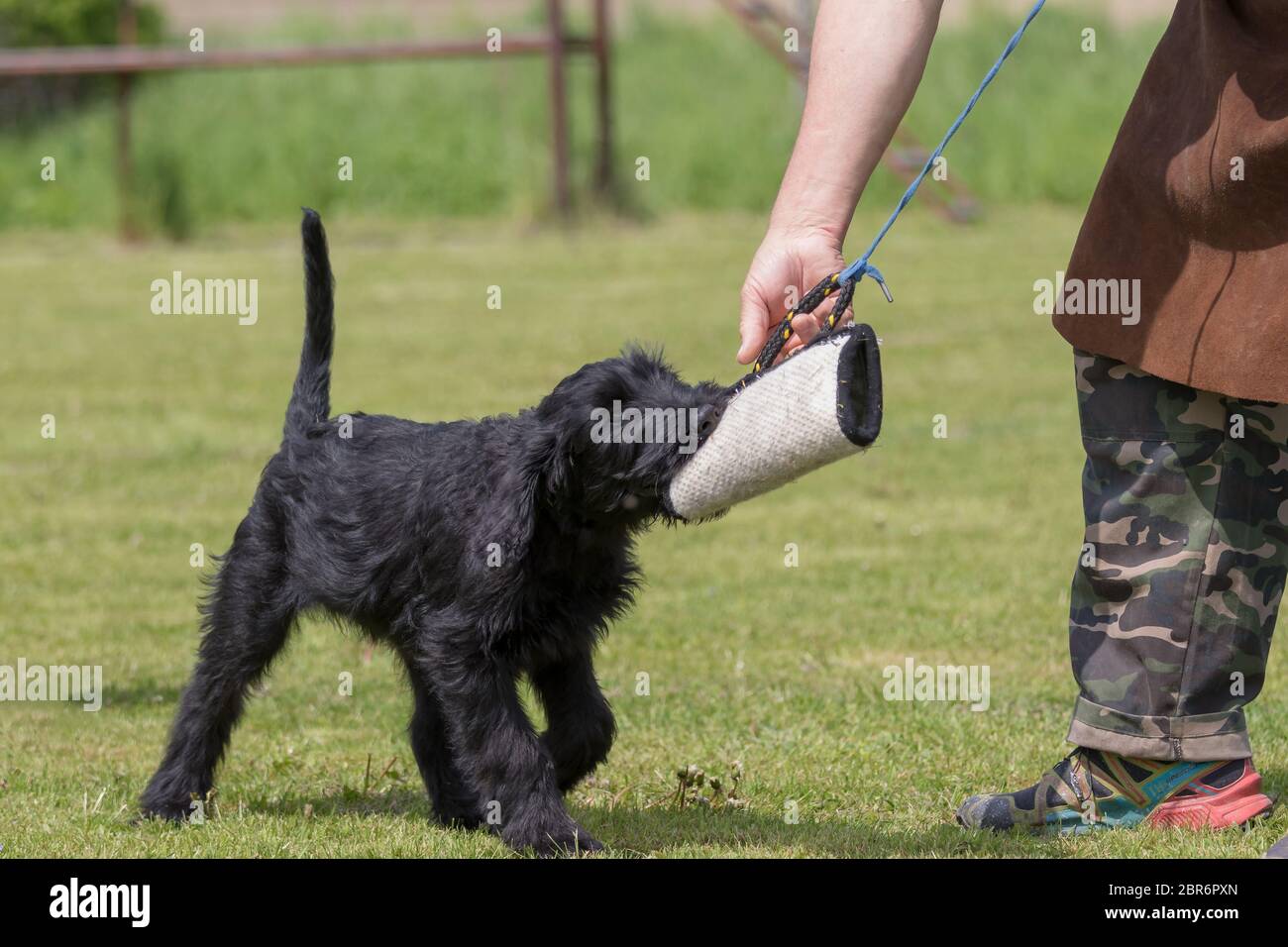 Puppy of Schnauzer dog is playing with a dog bite pad Stock Photo - Alamy