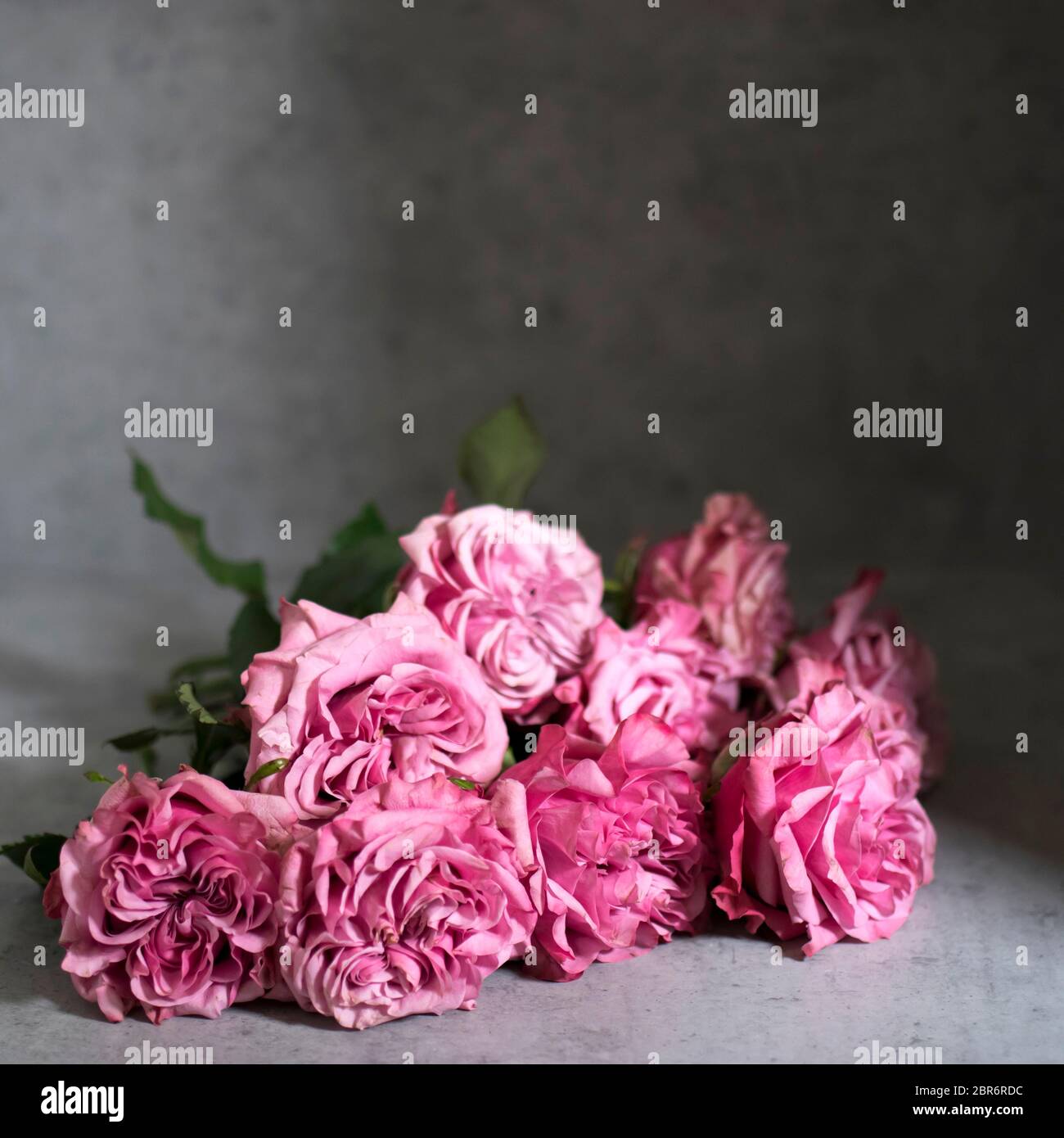 Freshly cutted pink terry roses on brown craft paper on a gray ...