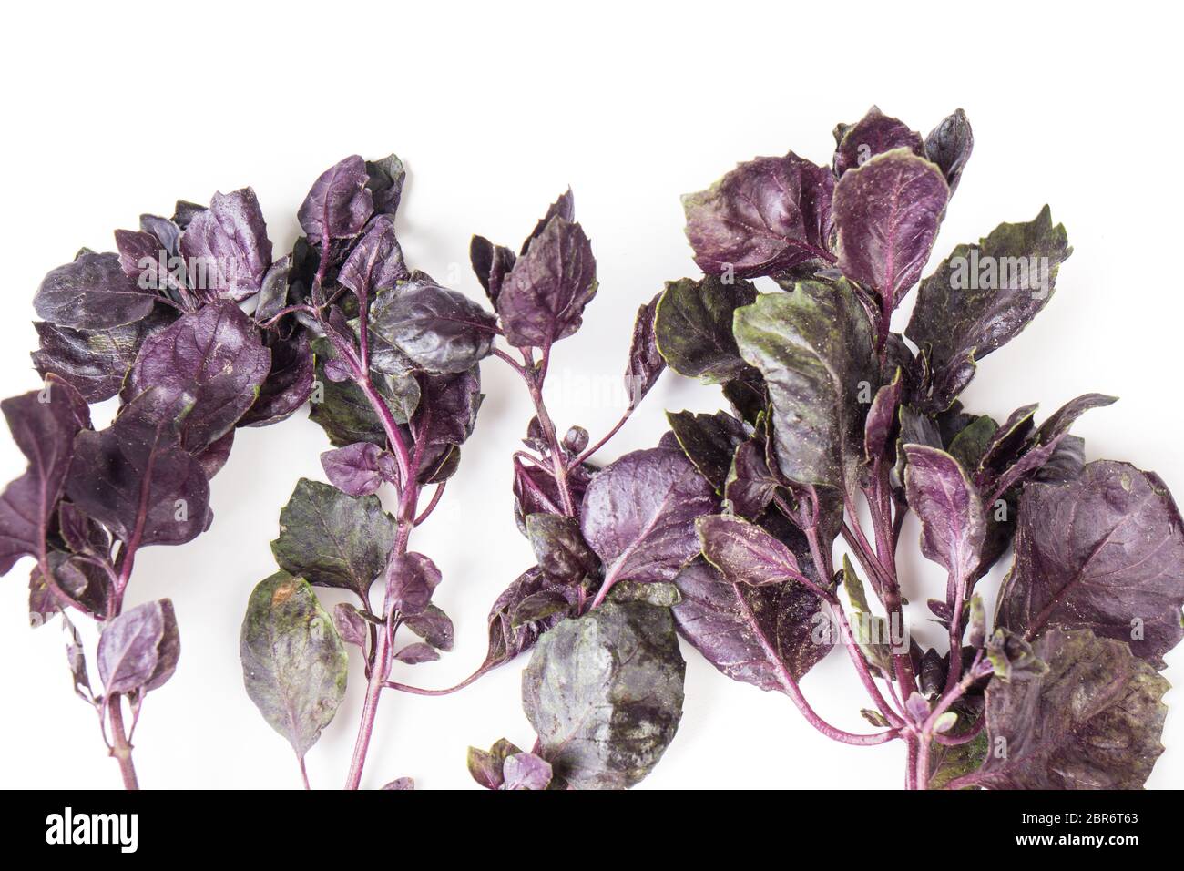 Organic red Basil stalk isolated on white background Stock Photo - Alamy