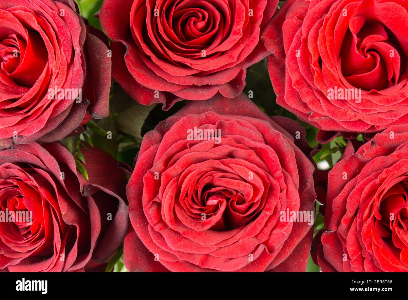 Bunch of beautiful dark red roses full frame, close up Stock Photo - Alamy