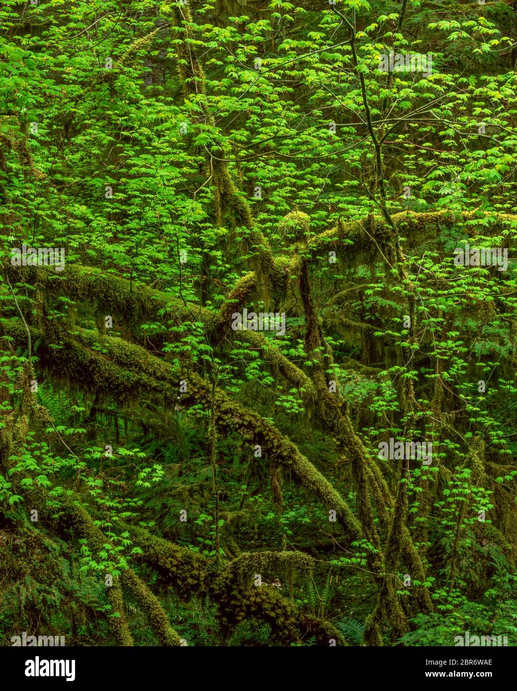 Sol duc hi-res stock photography and images - Alamy