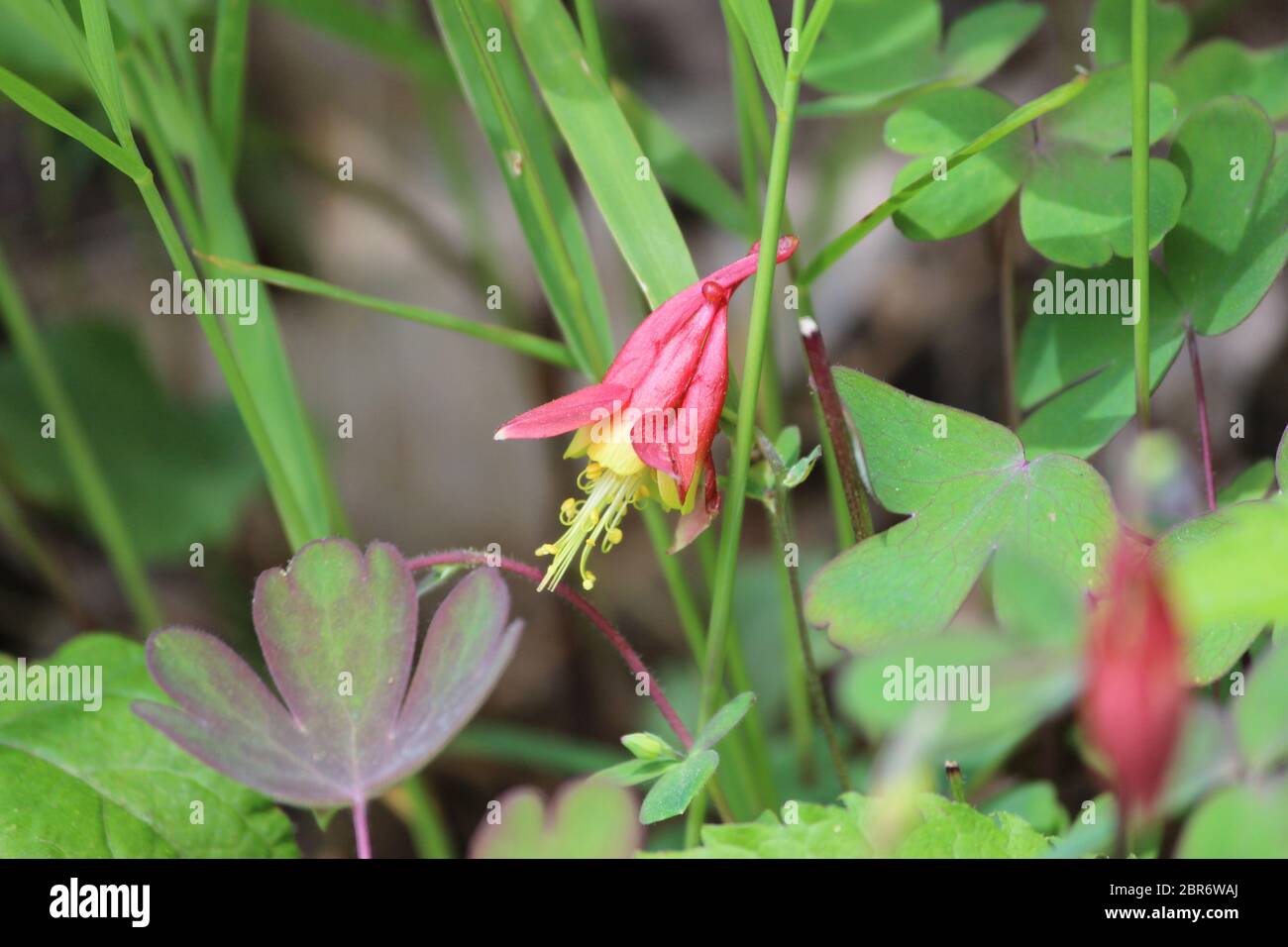 Red columbine hi-res stock photography and images - Alamy