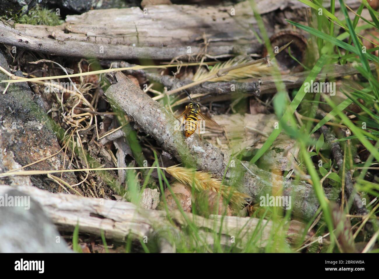Yellow jacket wasp crawling on the ground Stock Photo - Alamy