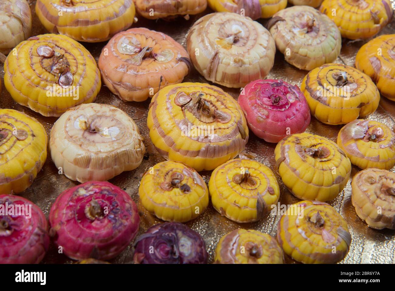 pile of natural onions with some small defects Stock Photo - Alamy