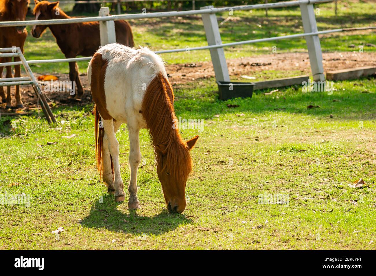 Horse are eating grass outdoor Stock Photo - Alamy