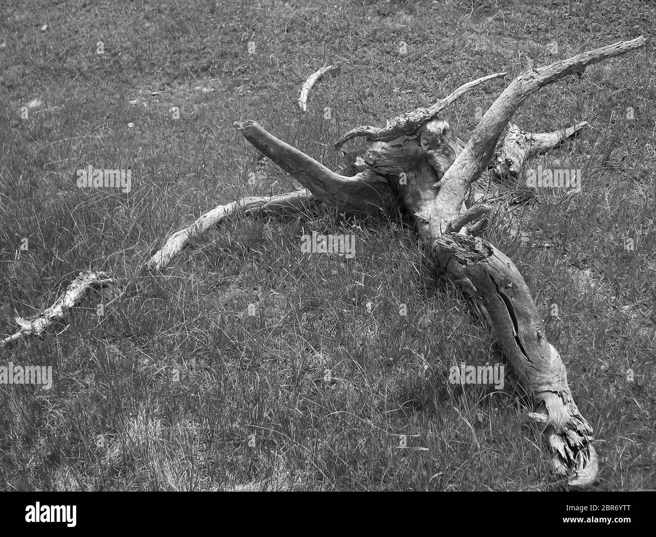 Long dead tree trunks and roots in a forest setting. Likely the ...