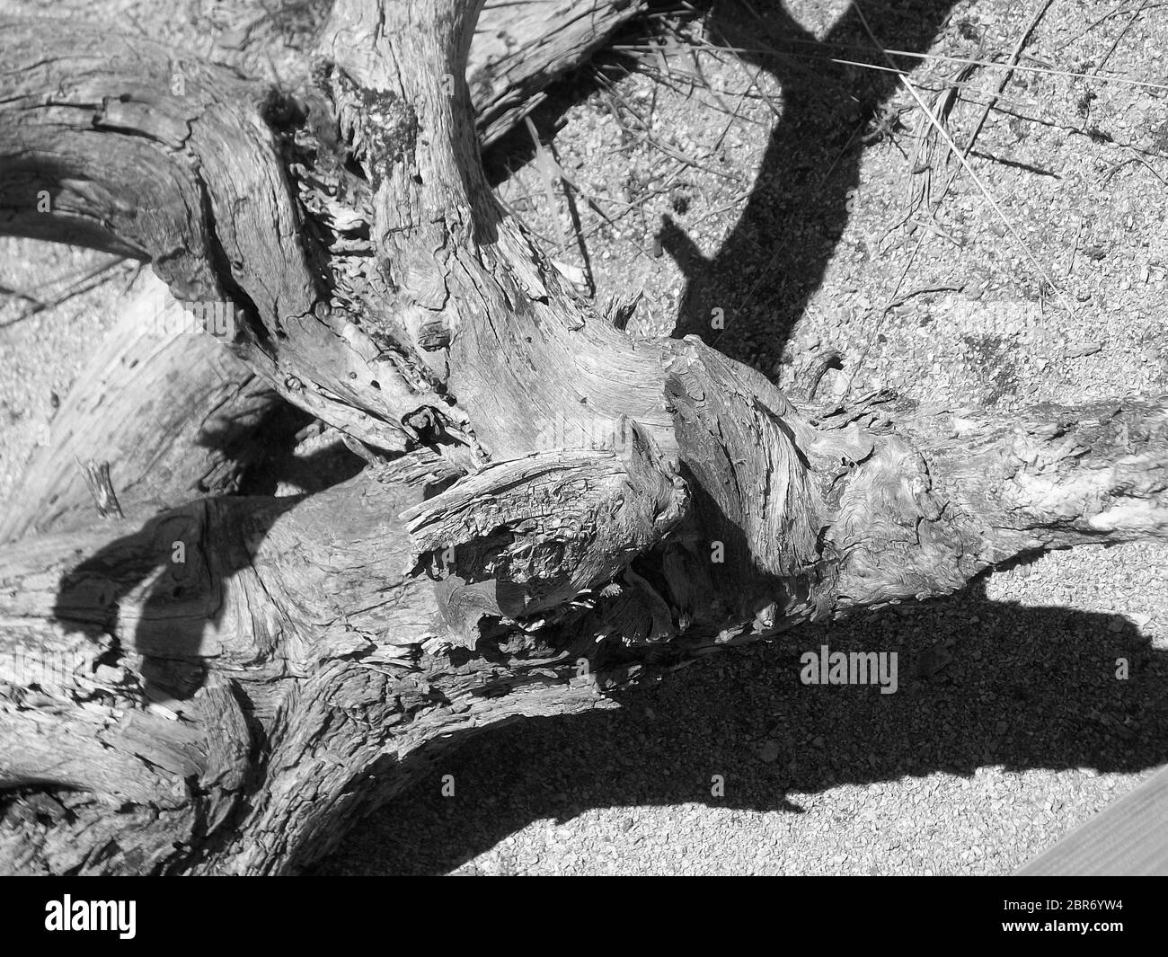 Long dead tree trunks and roots in a forest setting. Likely the ...