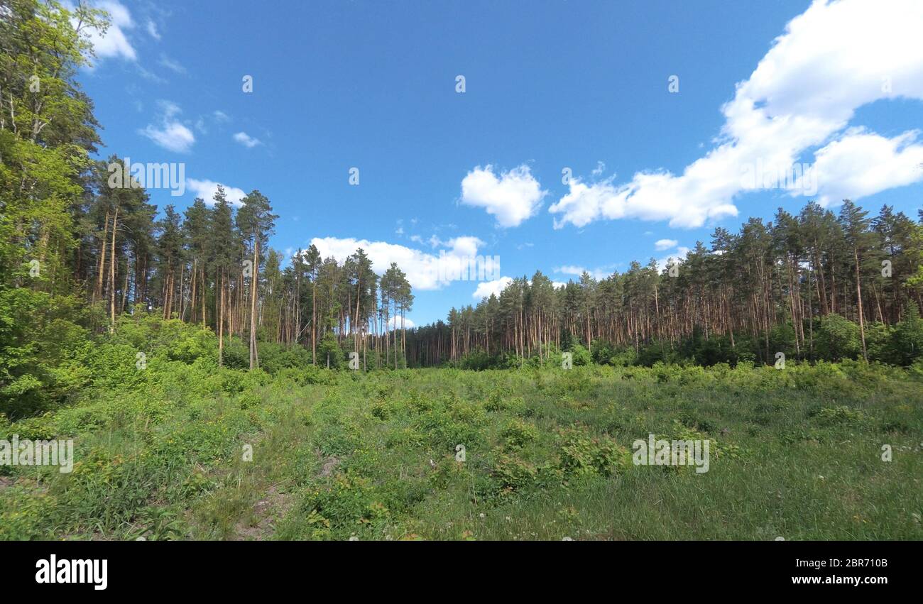 Summer european landscape with forest sky with clouds Stock Photo - Alamy