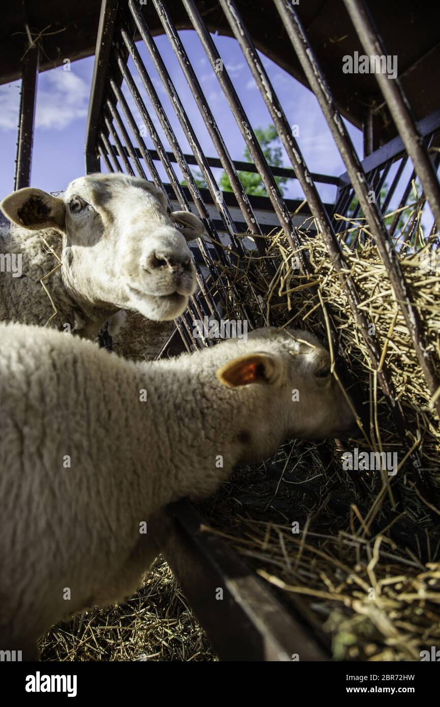 Sheep in barnyard farm animals, nature and captivity, explotacion Stock ...